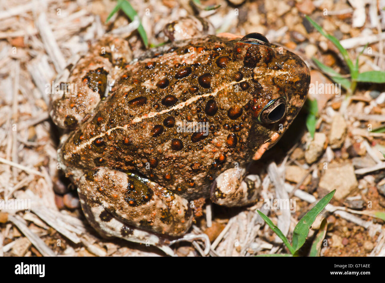Tremolo Sand Frog, Hidden Valley, KwaZulu-Natal, South Africa ...