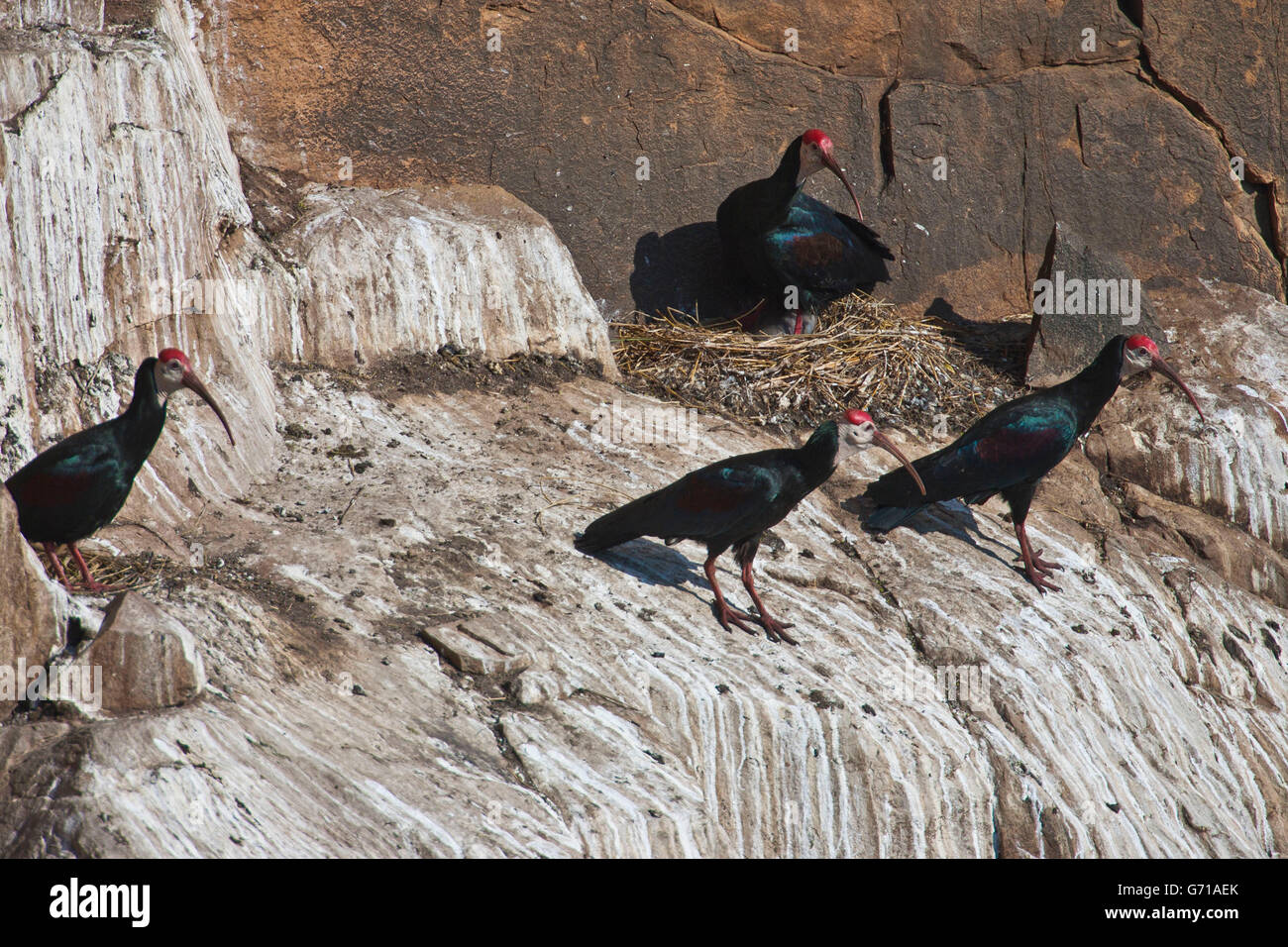 Southern Bald Ibis, breeding colony, near Mooi River Falls, Hidden ...