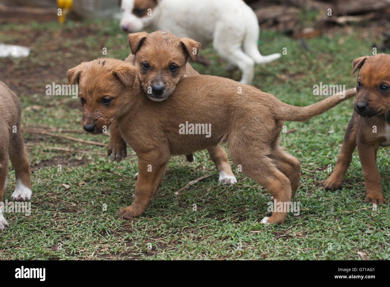Dogs, puppies, Hidden Valley, KwaZulu-Natal, South Africa Stock Photo ...