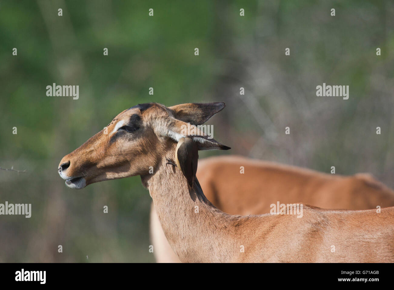Impala with Red-billed Oxpecker at ear , Umfolozi national park ...