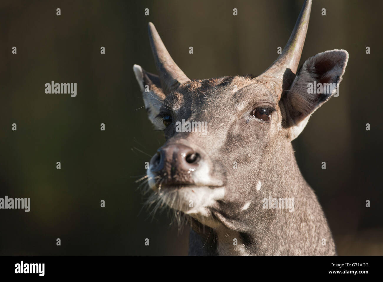 Nilgai, male / (Boselaphus tragocamelus Stock Photo - Alamy