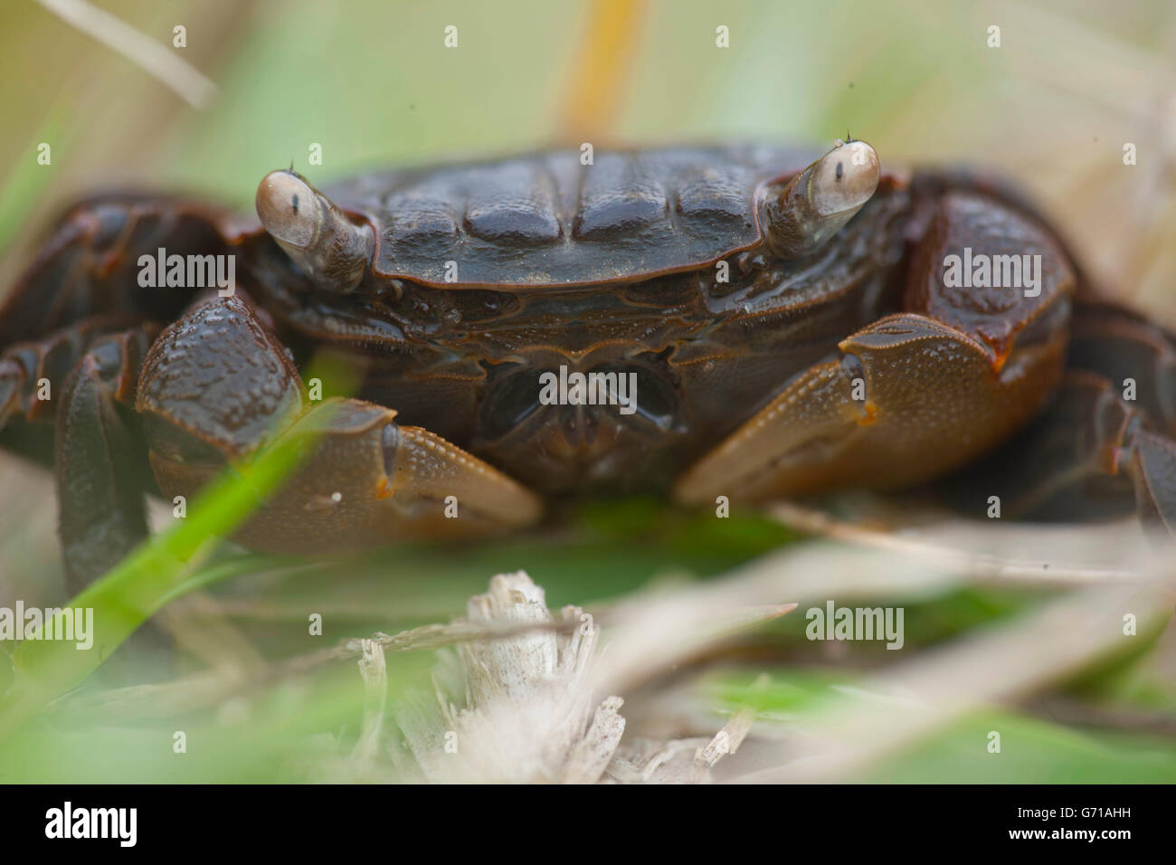 Land Crab, St Lucia, Indian Ocean, South Africa / (Neosarmatium ...