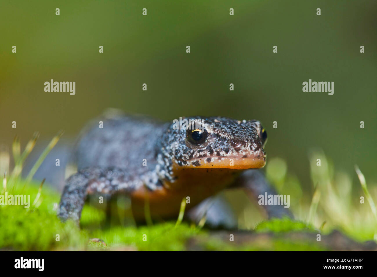 Lower newt hi-res stock photography and images - Alamy
