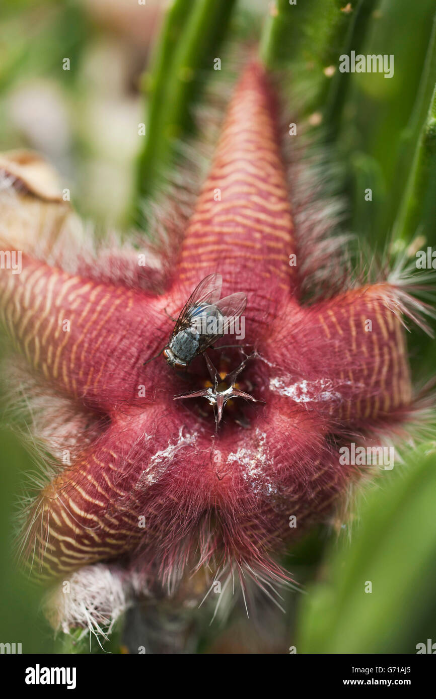 Stapelia gigantea hi-res stock photography and images - Alamy