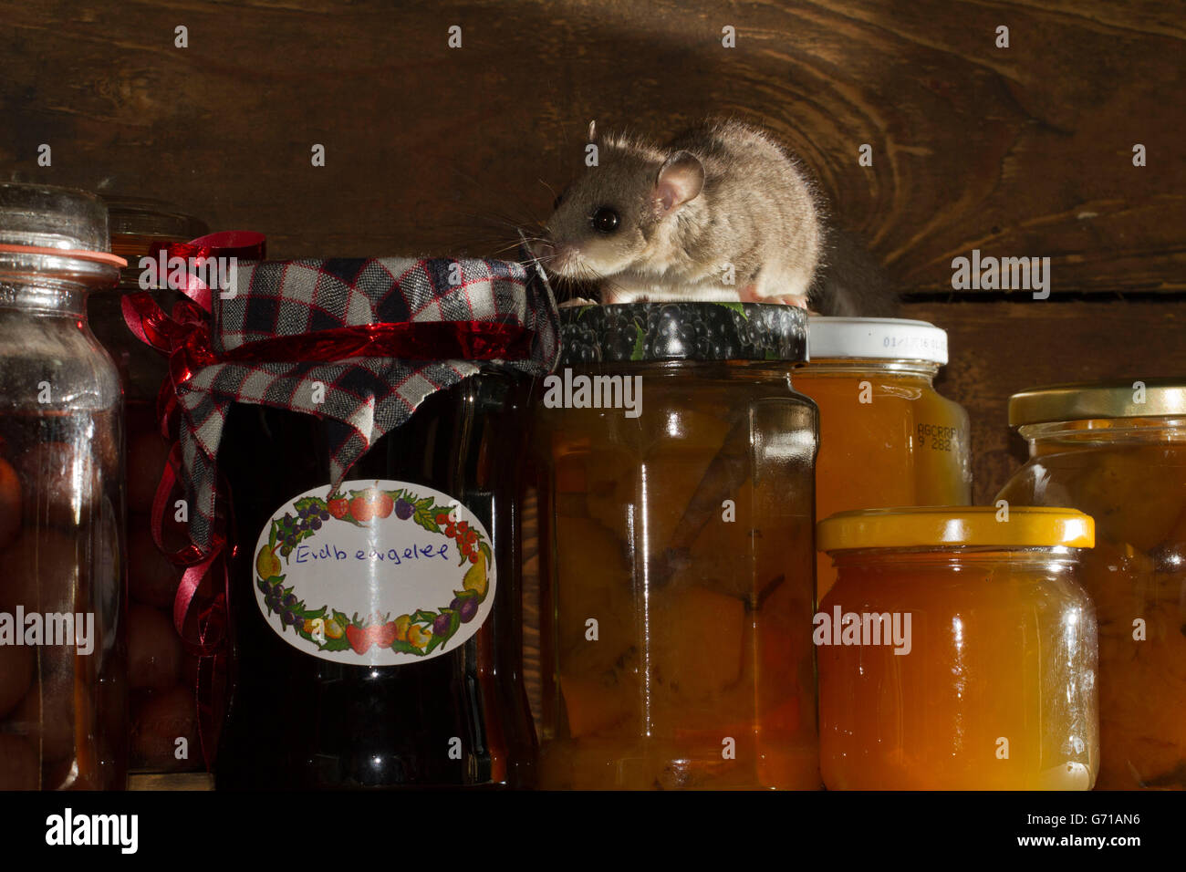 fat dormouse, edible dormouse (Glis glis) jam jars, storage cellar ...