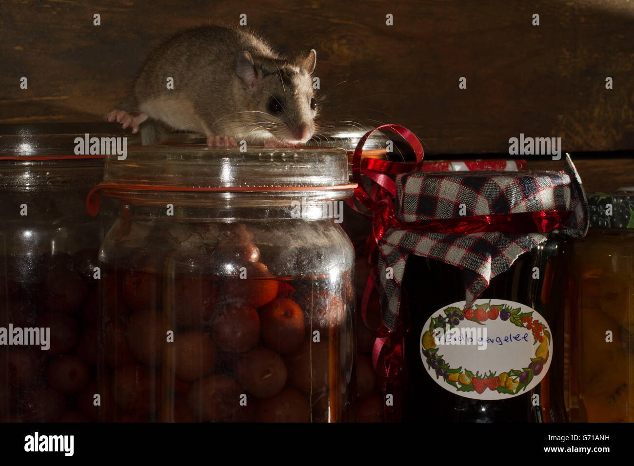Edible dormouse glis glis jam jars hi-res stock photography and images ...