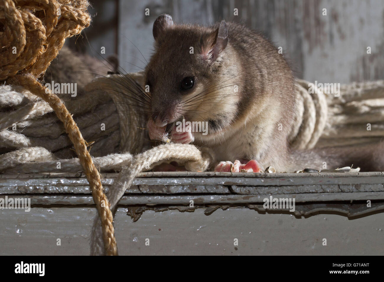 fat dormouse, edible dormouse (Glis glis), fat dormice, edible dormice ...