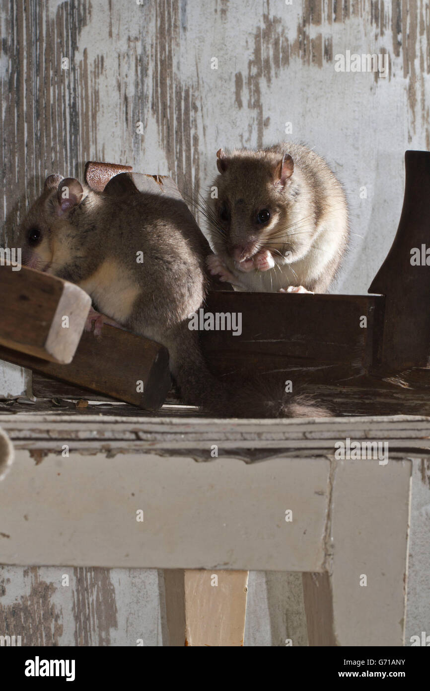 fat dormice, edible dormice (Glis glis) on smoothing plane, old ...