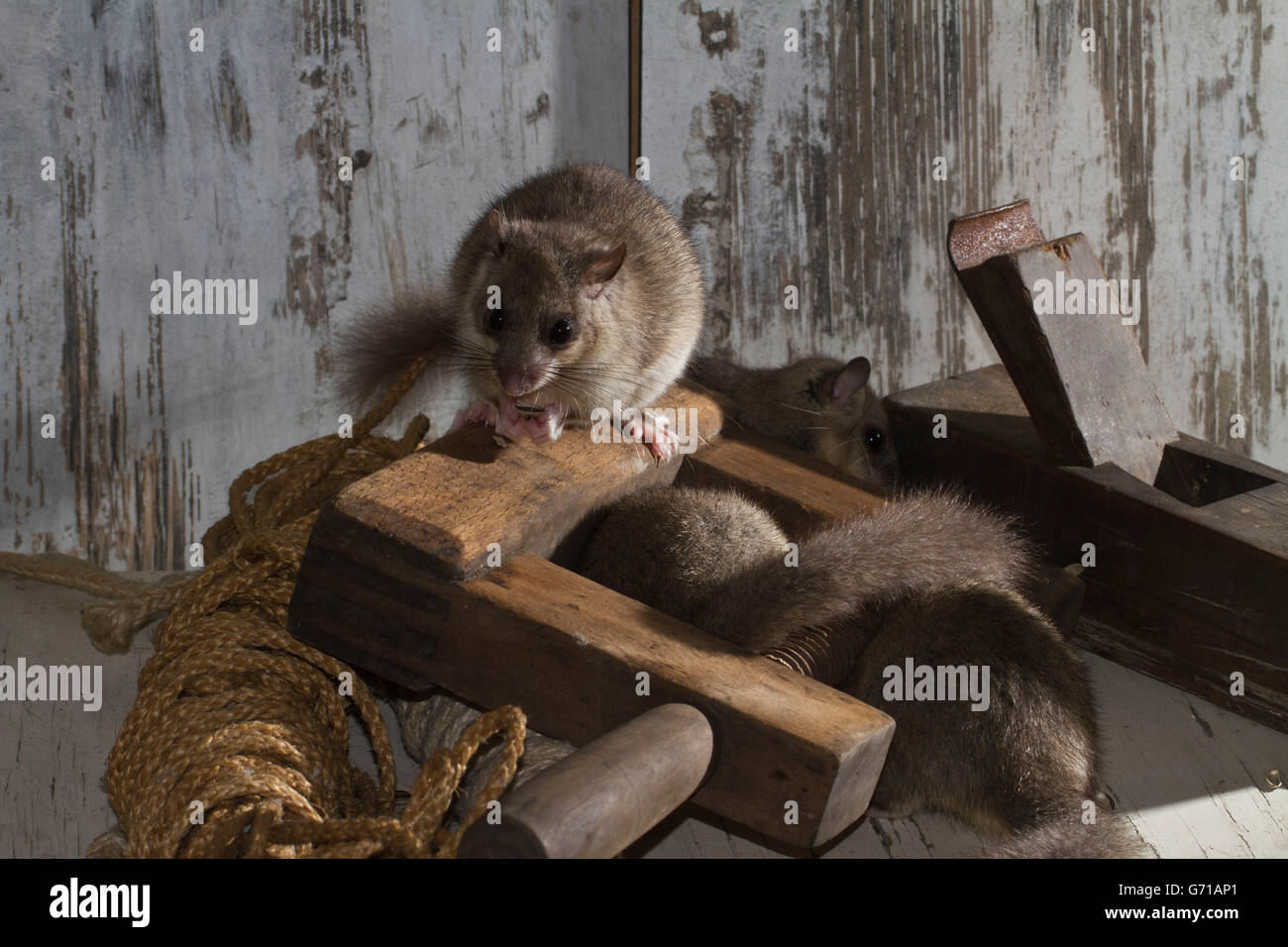 fat dormice, edible dormice (Glis glis) on smoothing plane, old ...
