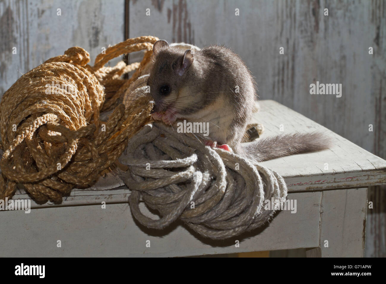 fat dormouse, edible dormouse (Glis glis), old workshop, Europe Stock ...