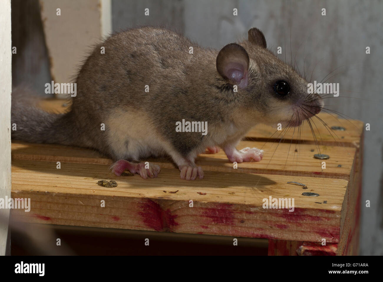 fat dormouse , edible dormouse (Glis glis) on wooden box, Europe Stock ...