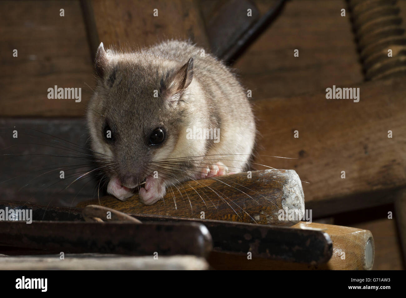 fat dormouse, edible dormouse (Glis glis) craft room with old tools ...