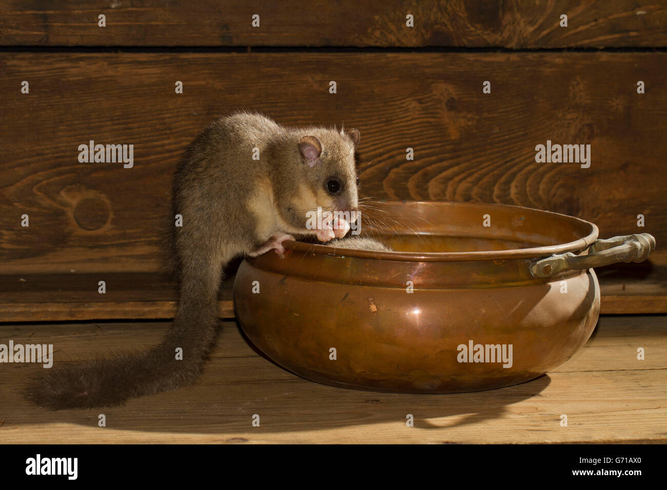 Edible dormouse eating hi-res stock photography and images - Alamy
