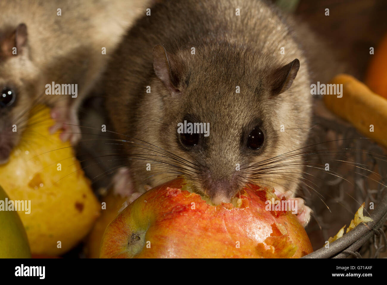 Dormouse fruit hi-res stock photography and images - Alamy