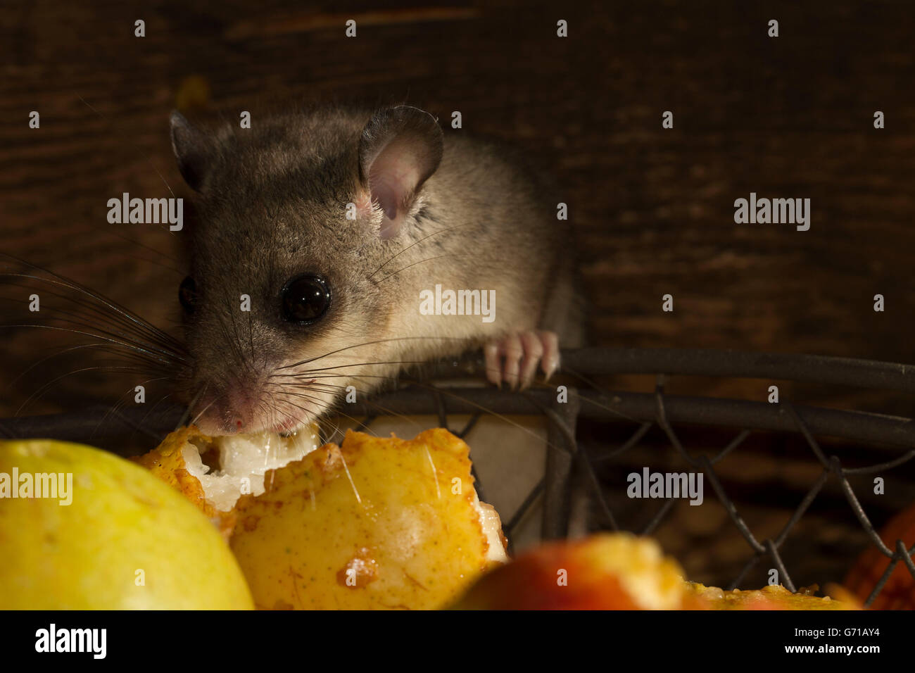 fat dormouse, edible dormouse (Glis glis) apples and pears, storeroom ...
