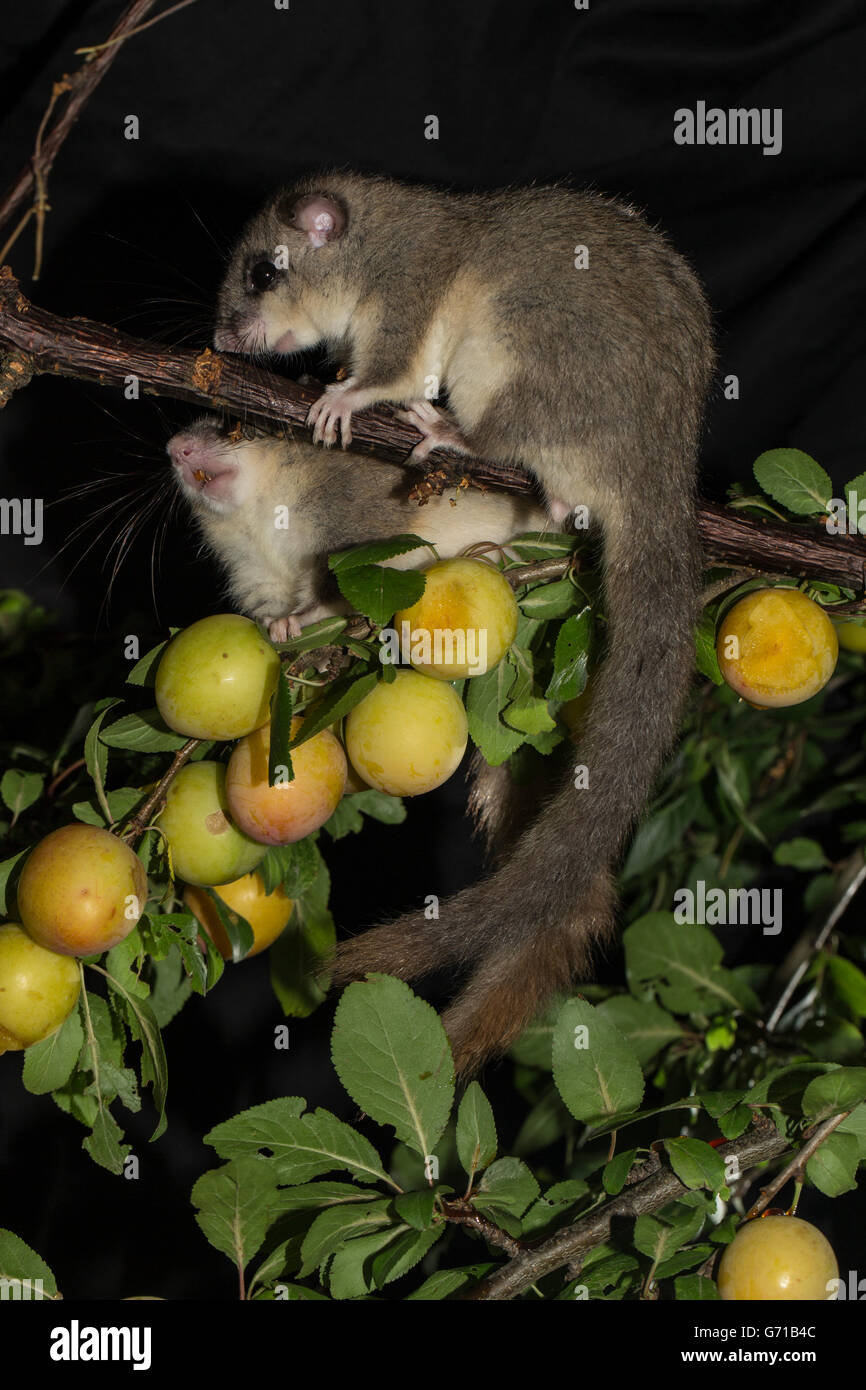 fat dormouse (Glis glis) in mirabelle tree, Lower Saxony, Germany Stock ...