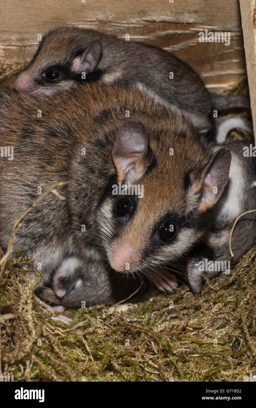 garden dormouse (Eliomys quercinus), with juveniles, in nest with moss ...