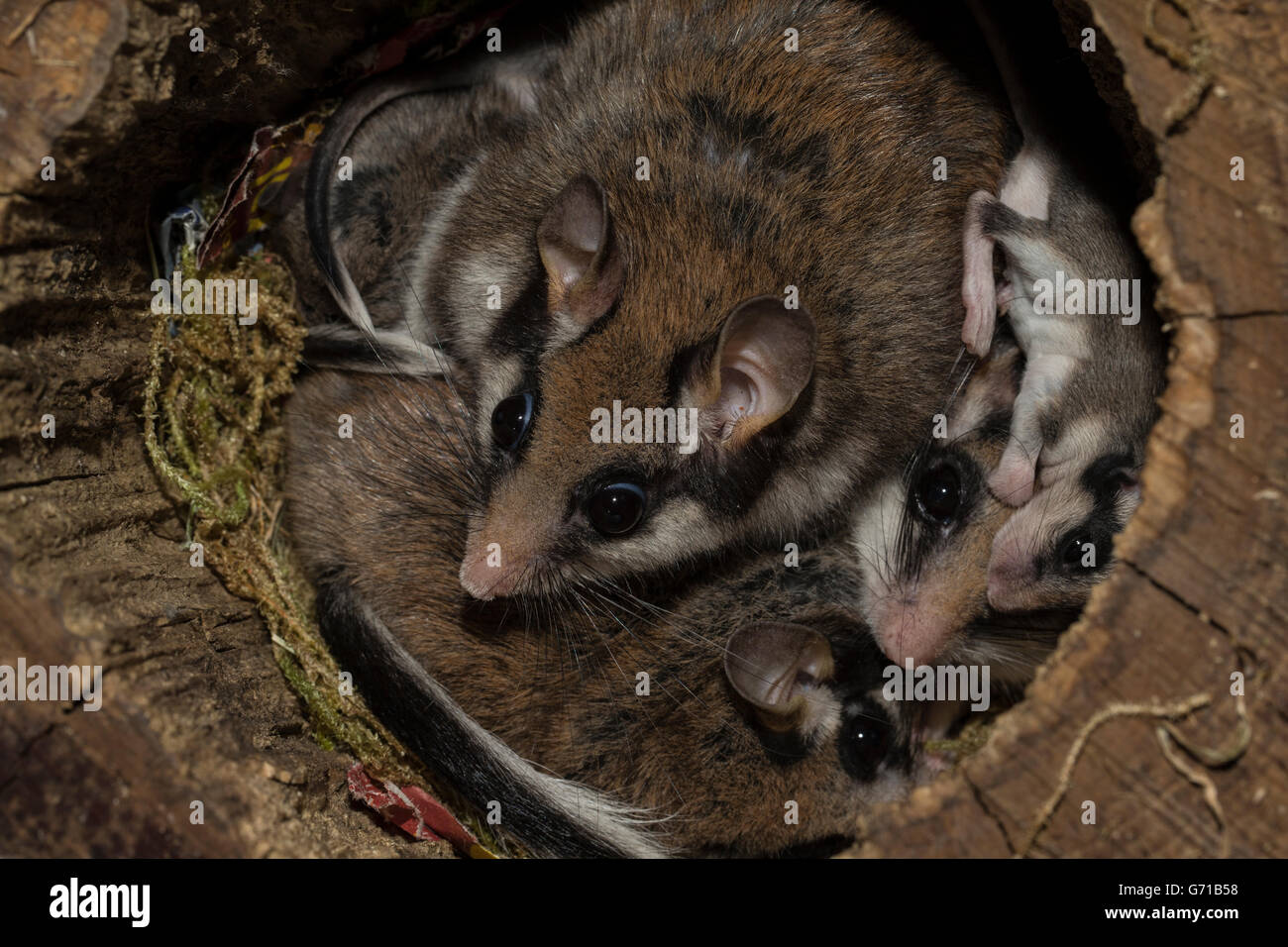 garden dormouse (Eliomys quercinus), with juveniles, in nest, Europe ...