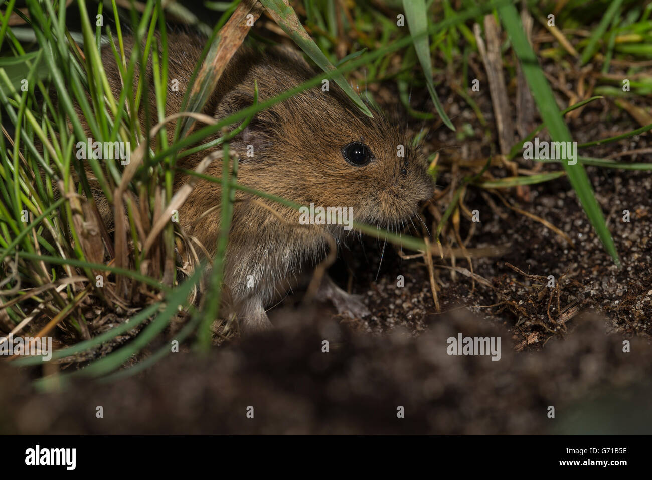 common vole (Microtus arvalis), Lower Saxony, Germany Stock Photo - Alamy