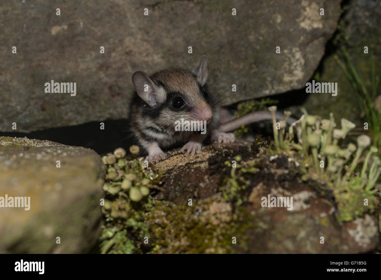 garden dormouse (Eliomys quercinus), juvenile, Europe Stock Photo - Alamy