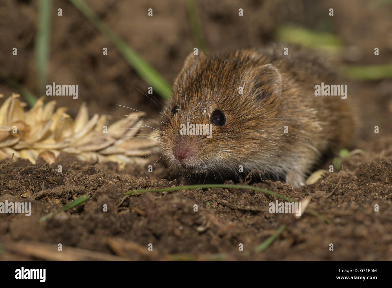 Microtus arvalis hi-res stock photography and images - Alamy