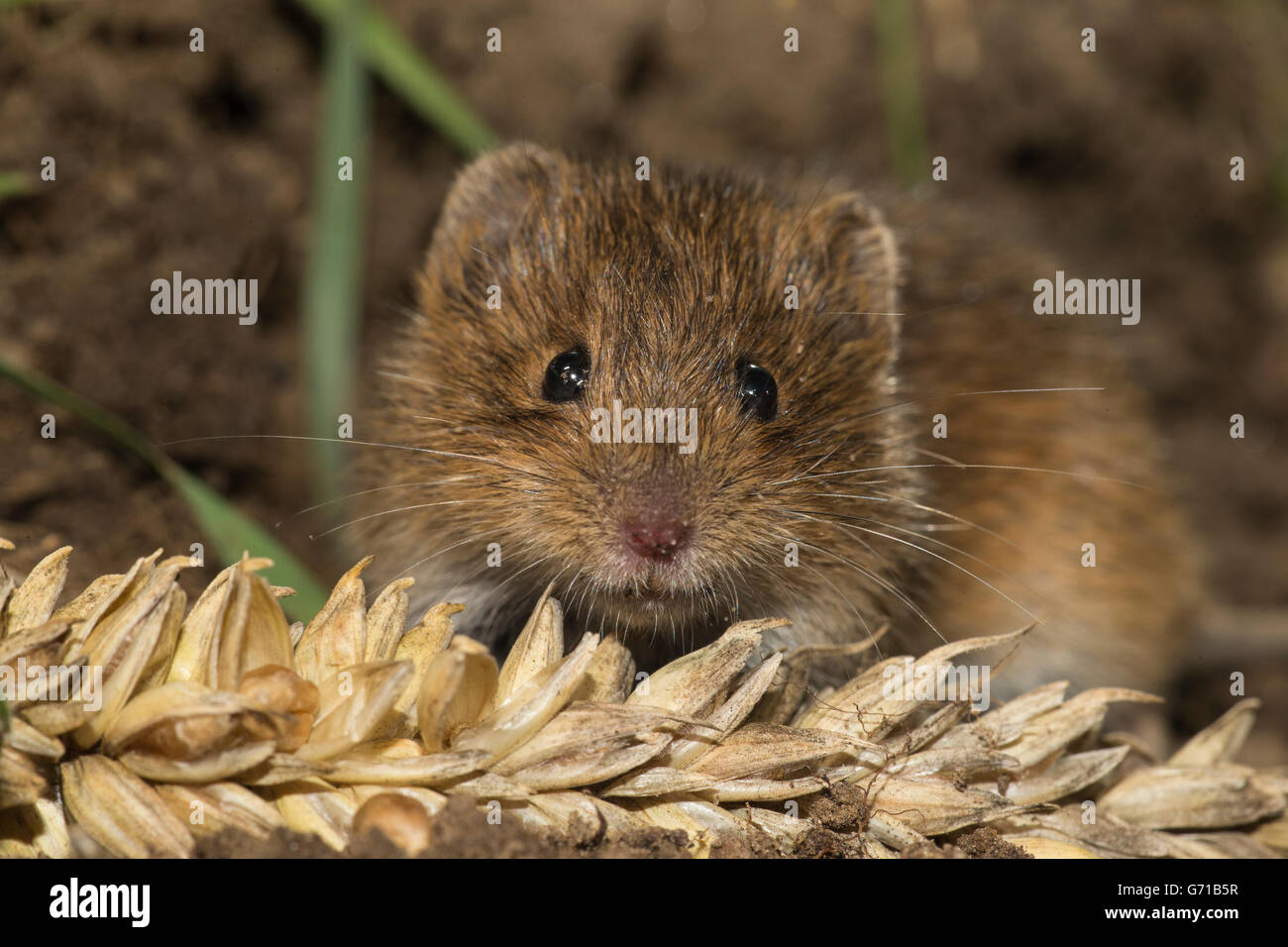 common vole (Microtus arvalis), Lower Saxony, Germany Stock Photo - Alamy