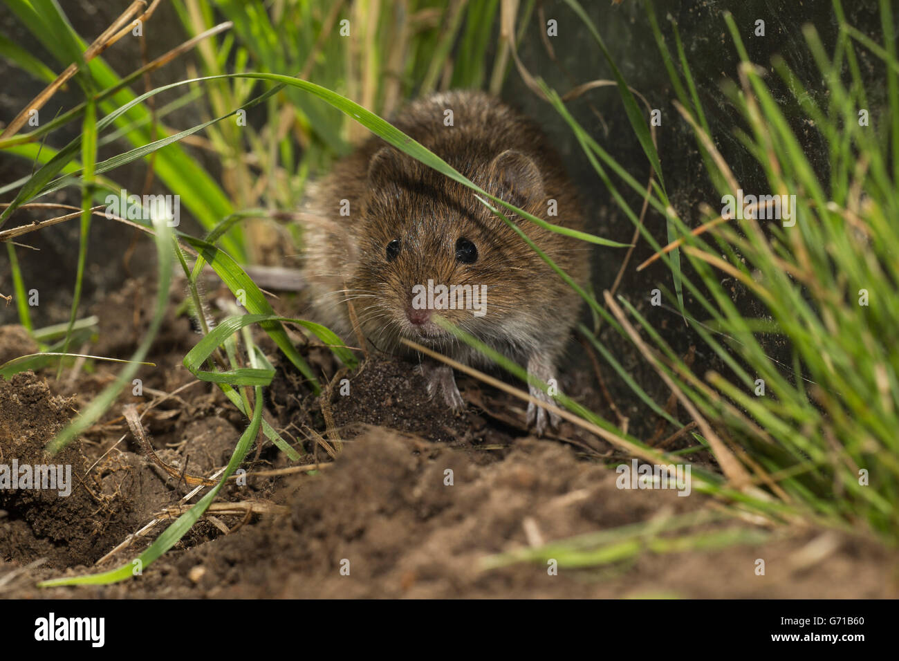 common vole (Microtus arvalis), Lower Saxony, Germany Stock Photo - Alamy