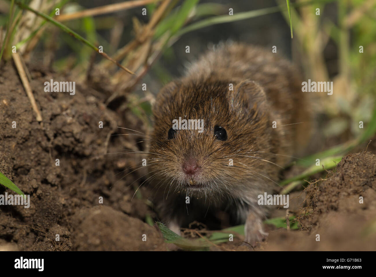 common vole (Microtus arvalis), Lower Saxony, Germany Stock Photo - Alamy
