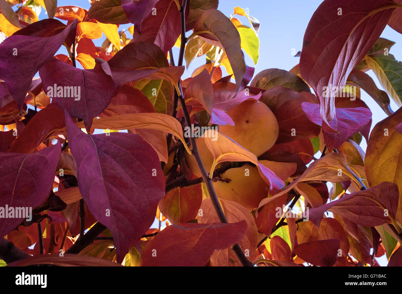 Autumn leaves of a lotus tree Stock Photo - Alamy