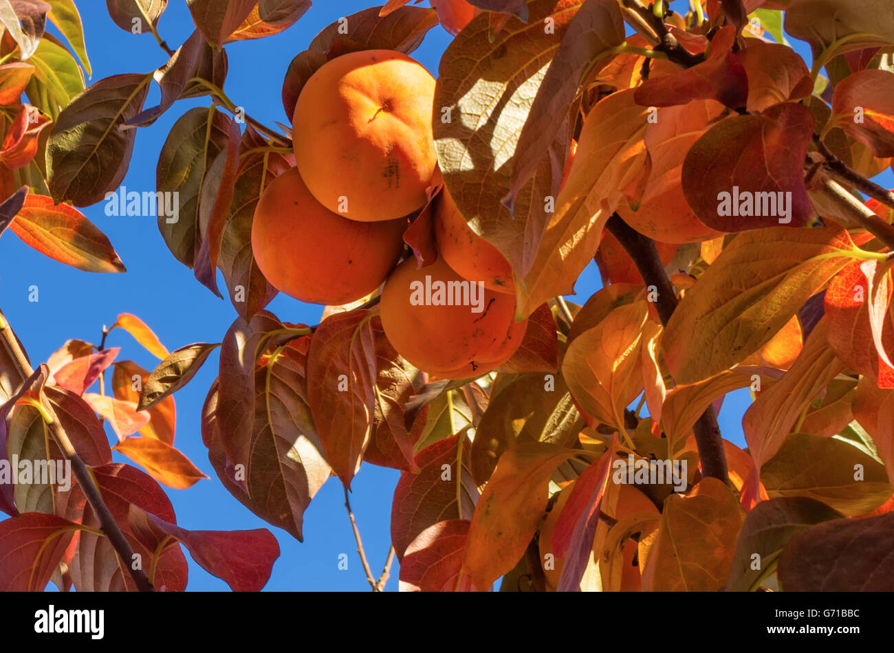 Lotus tree greece hi-res stock photography and images - Alamy