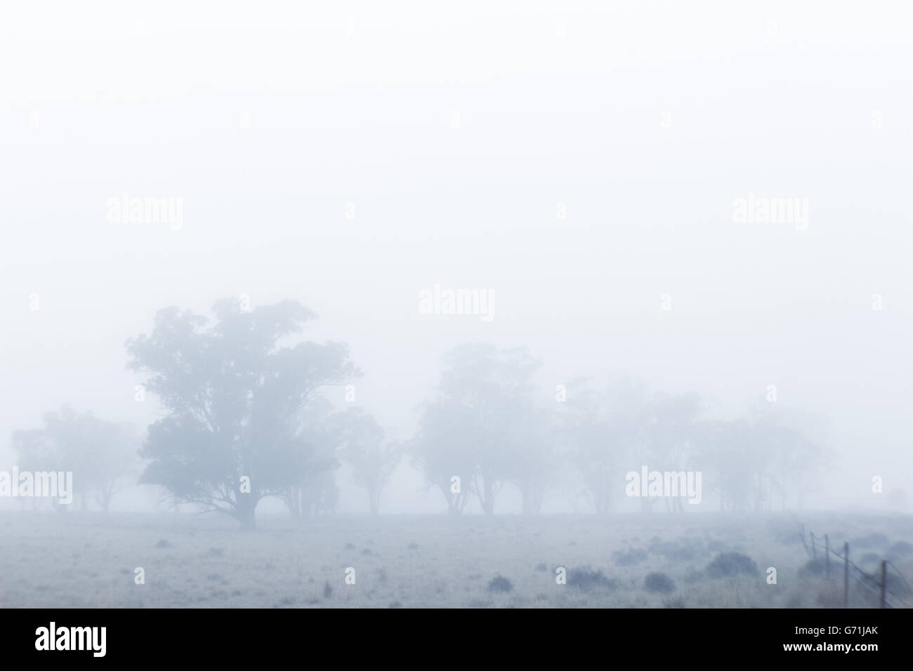Early morning country walk along fence line into the fog and frost ...
