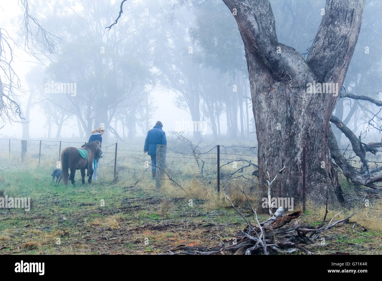 Early morning country walk with the dog and horse into the fog and ...