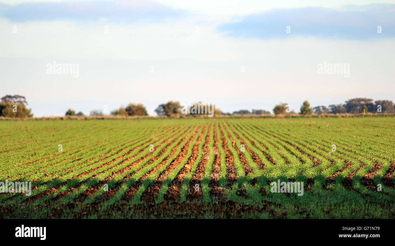 Rows of young canola plants close up Stock Photo - Alamy