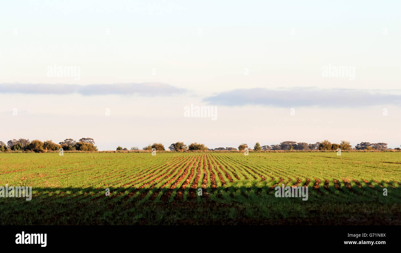 Rows of young canola plants Stock Photo - Alamy