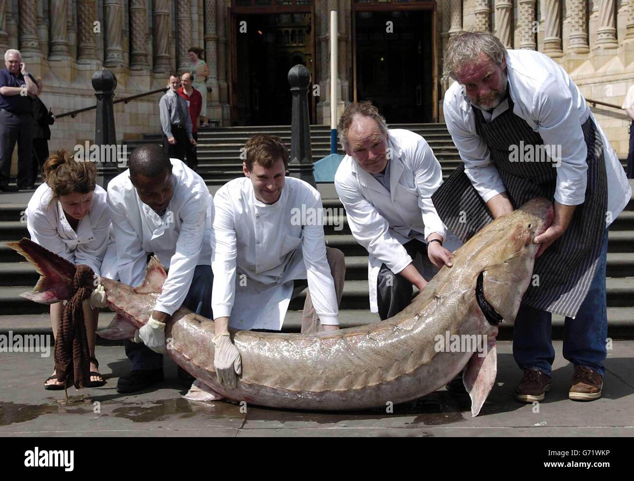 Stanley the Sturgeon Stock Photo - Alamy