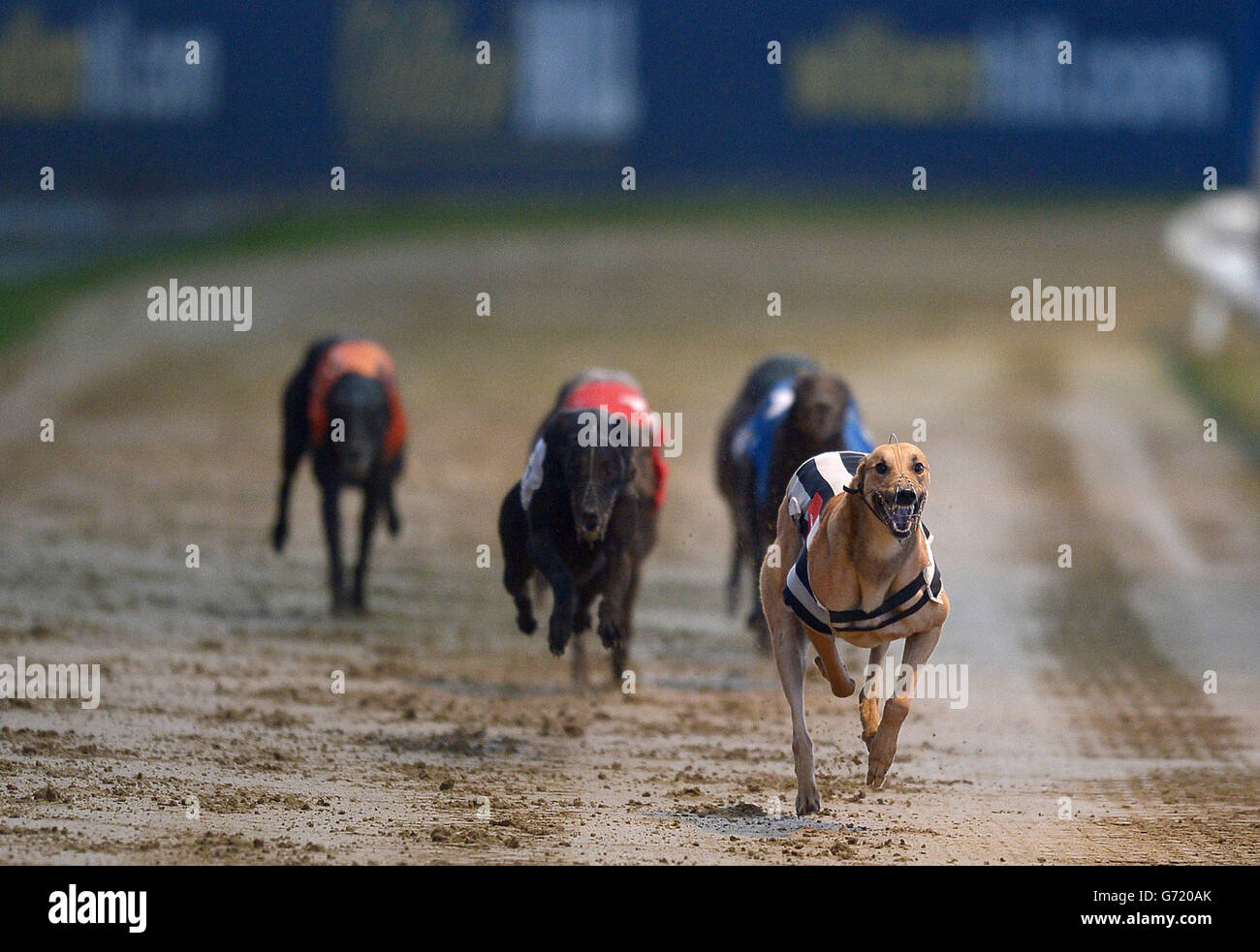 Greyhound Racing - William Hill Derby - First Round - Wimbledon Stadium ...