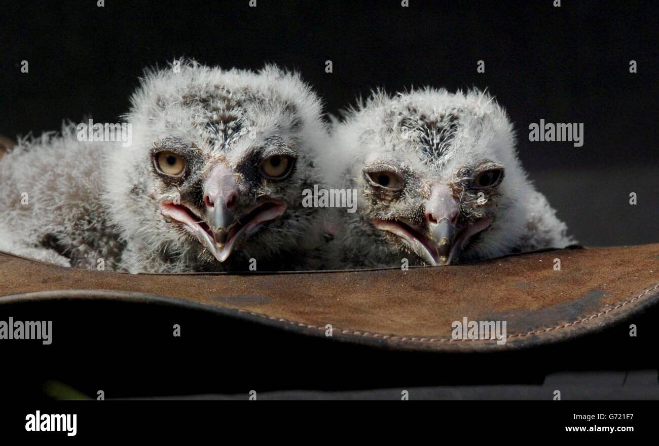 Baby Snowy Owls Stock Photo - Alamy