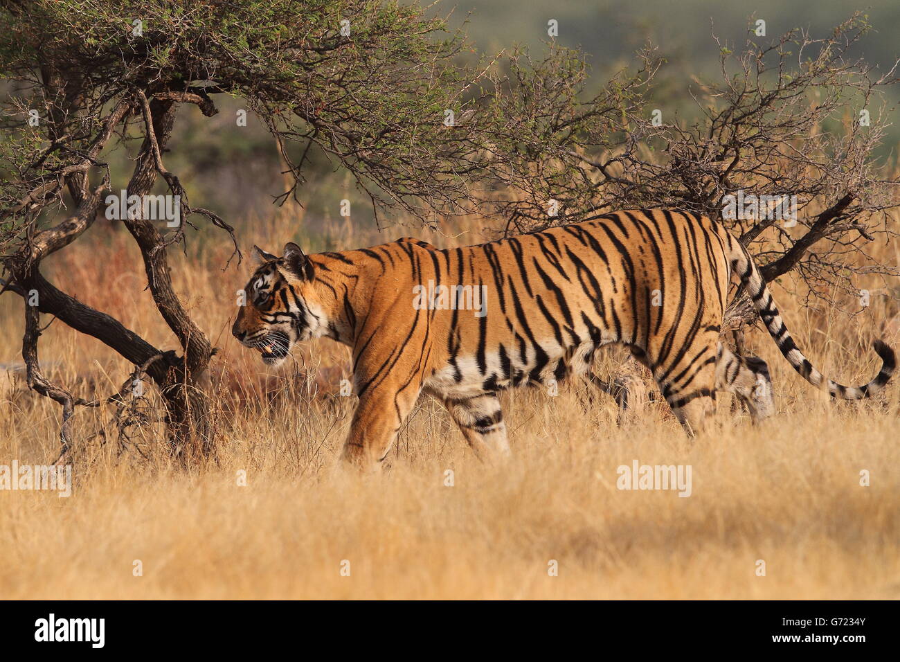 Side ways hi-res stock photography and images - Alamy