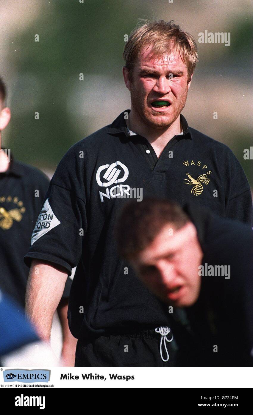 Matt greenwood wasps hi-res stock photography and images - Alamy