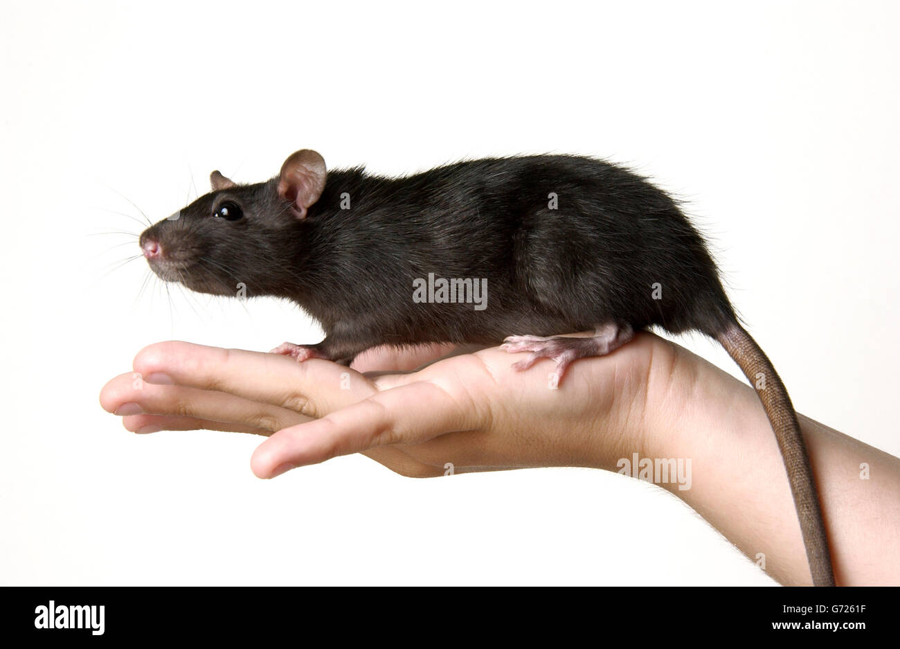 Tame rats hi-res stock photography and images - Alamy