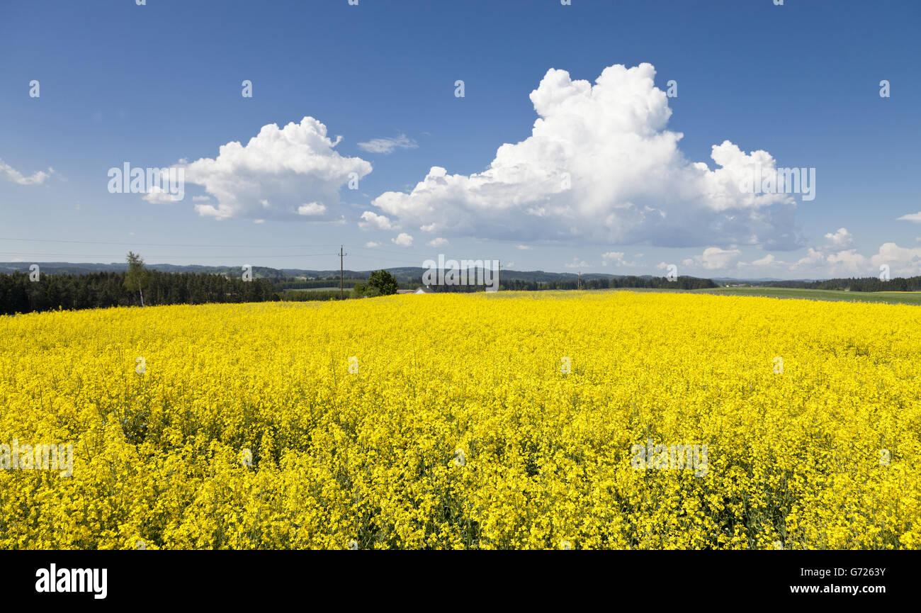 Rapeseed field, Waldviertel Region, Lower Austria, Austria, Europe ...