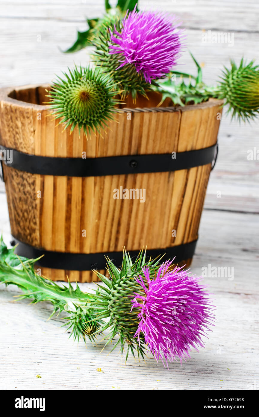Prickly flowering buds of thistles in wooden tub Stock Photo - Alamy