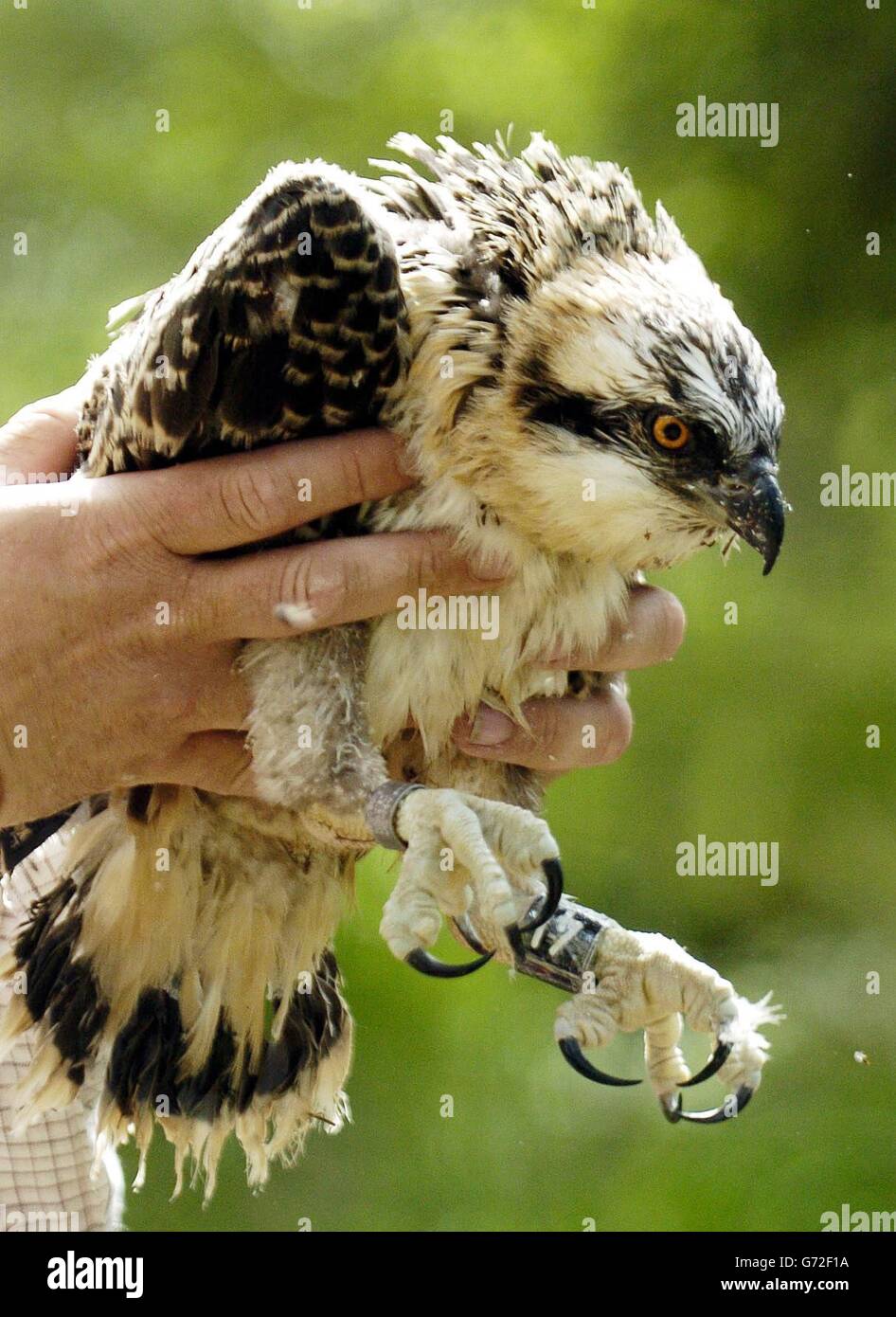 Four week chicks hi-res stock photography and images - Alamy