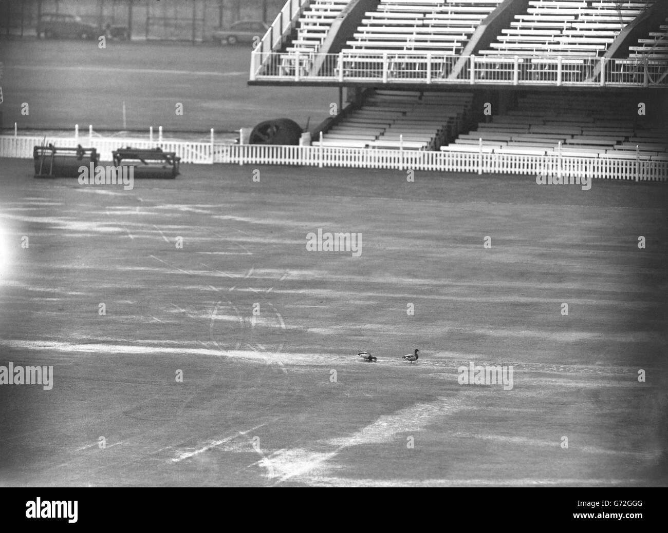 Cricket - Ducks - Lords. Two ducks wallowing in the water on the pitch ...