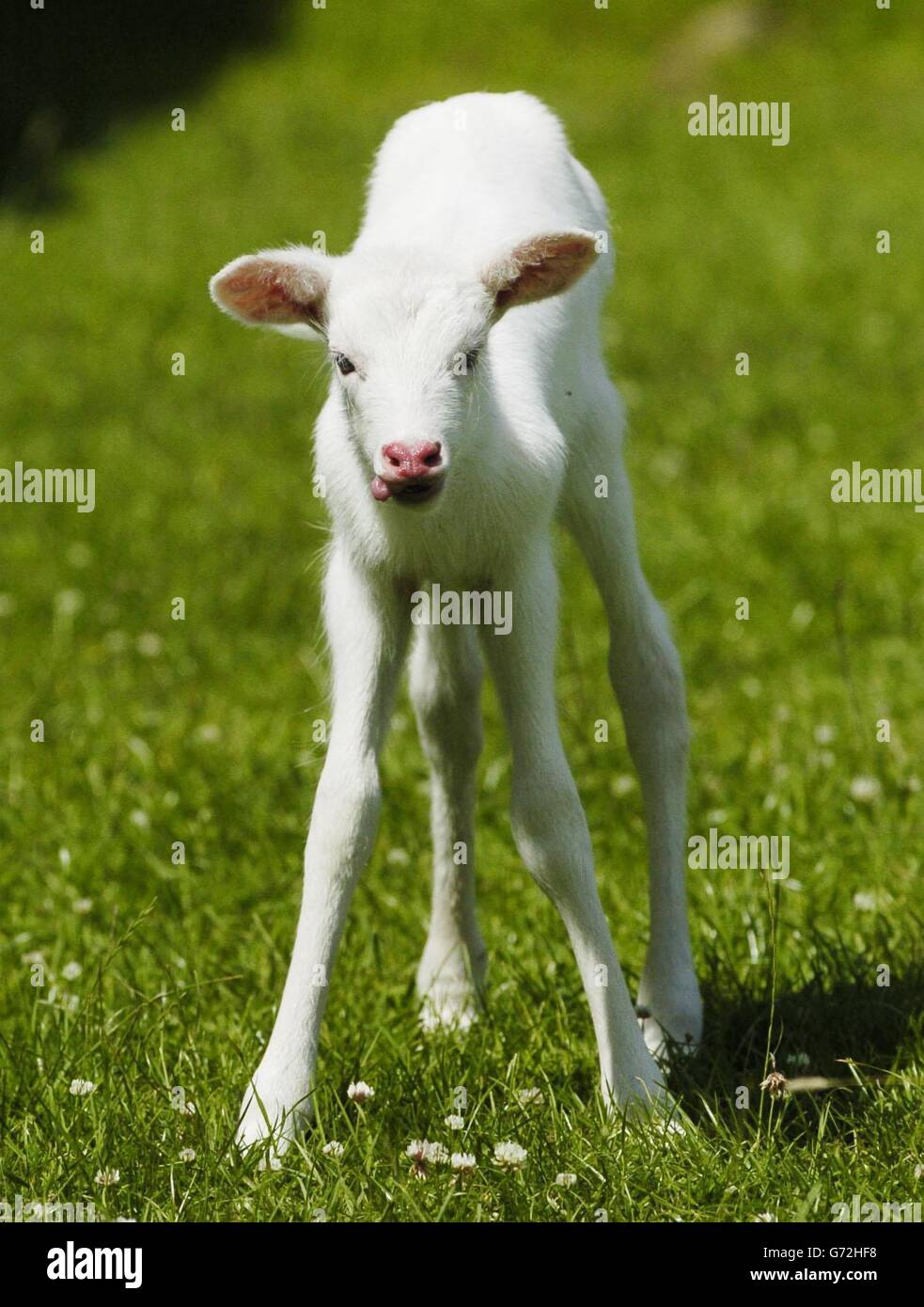 Lightning albino antelope hi-res stock photography and images - Alamy