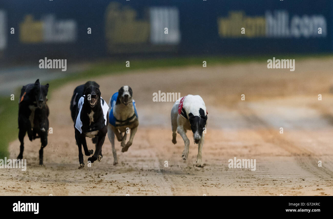 Greyhound Racing - William Hill Derby - Quarter Finals - Wimbledon ...