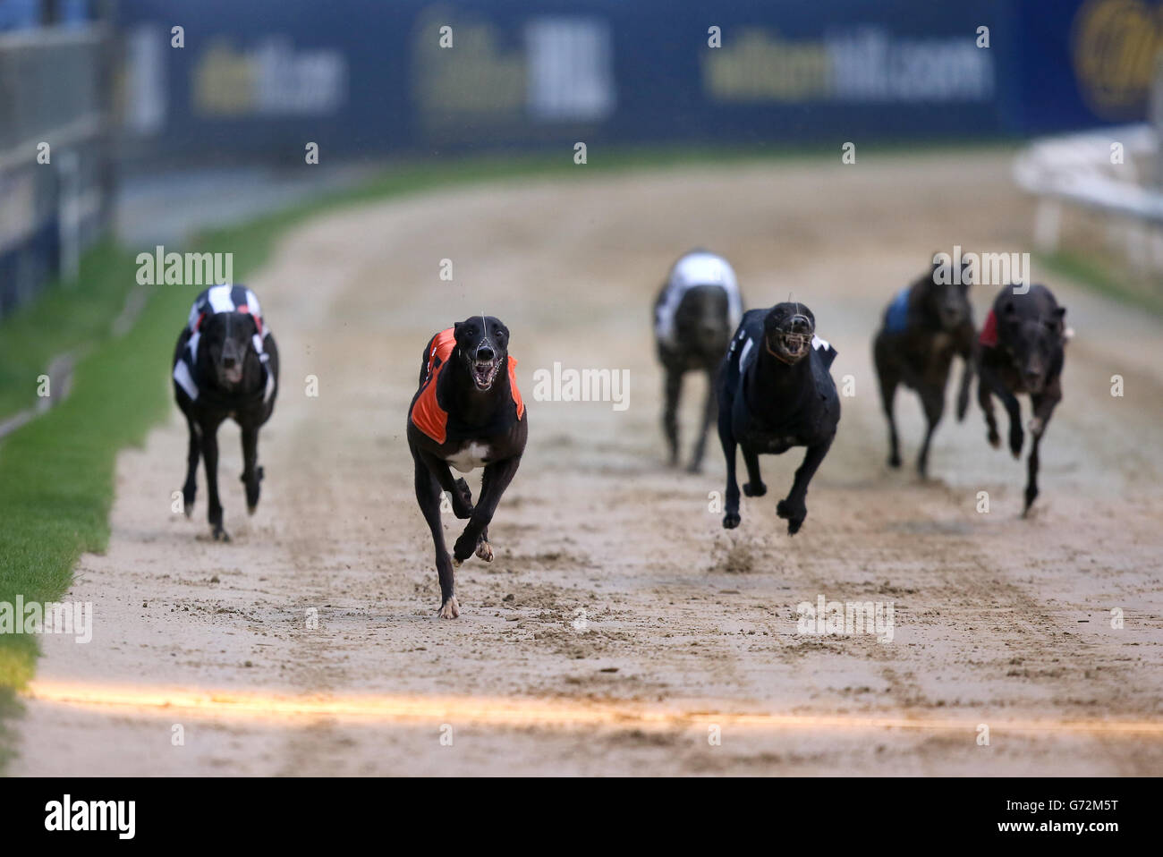 Greyhound Racing - William Hill Derby - Quarter Finals - Wimbledon ...