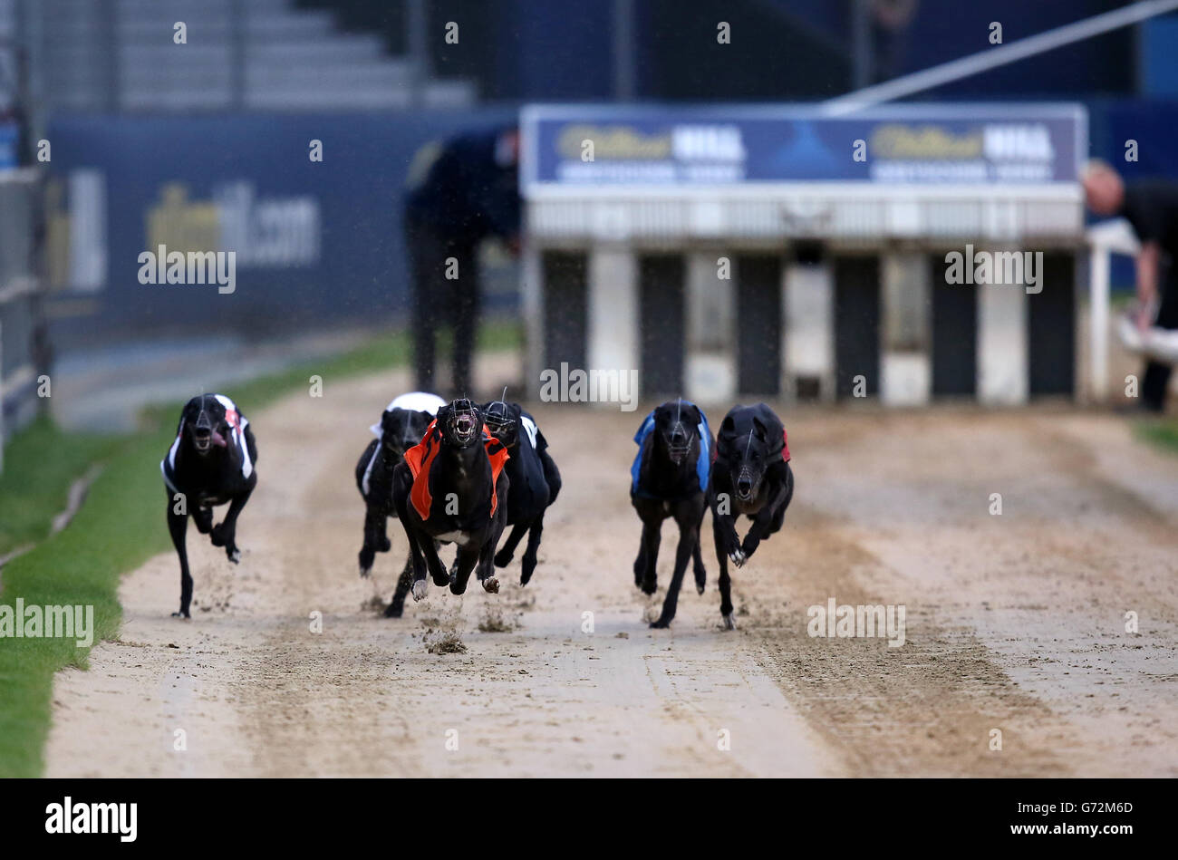 Greyhound Racing - William Hill Derby - Quarter Finals - Wimbledon ...