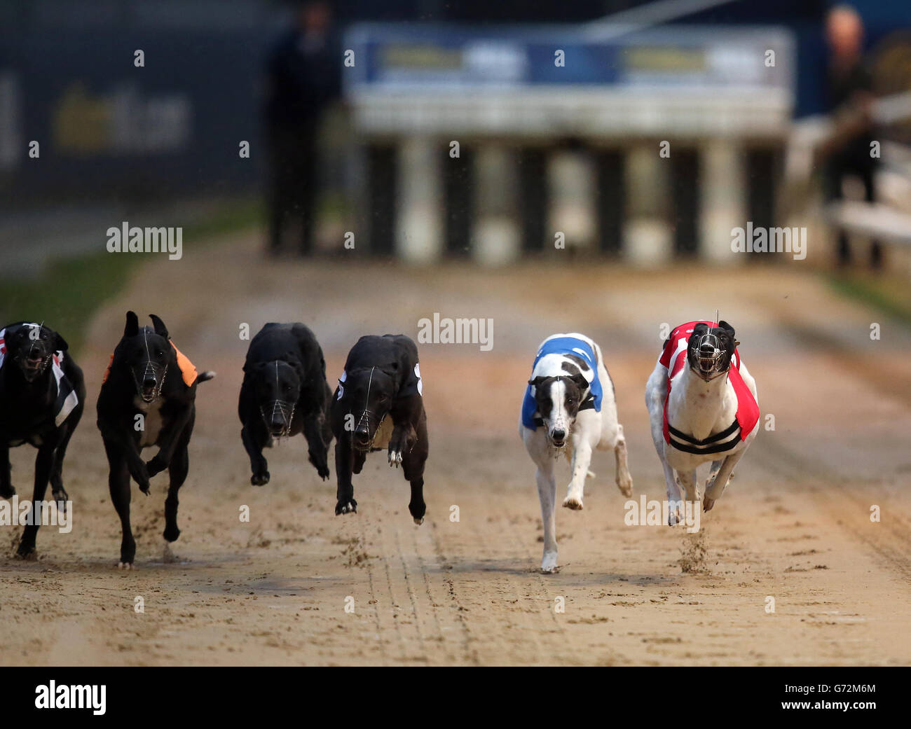 Greyhound Racing - William Hill Derby - Quarter Finals - Wimbledon ...