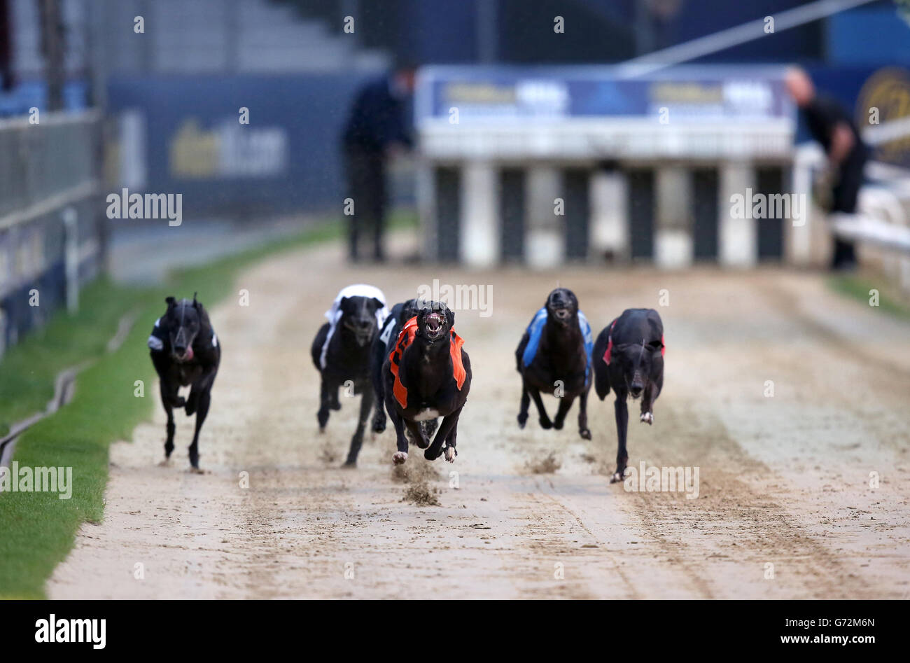 Greyhound Racing - William Hill Derby - Quarter Finals - Wimbledon ...